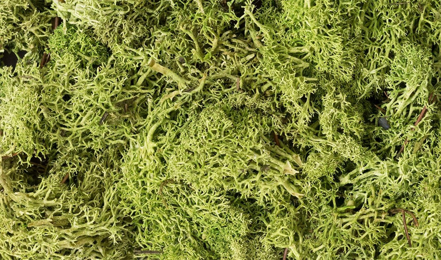 Woodland Scenics WL162 L162 Light Green Lichen – Rails